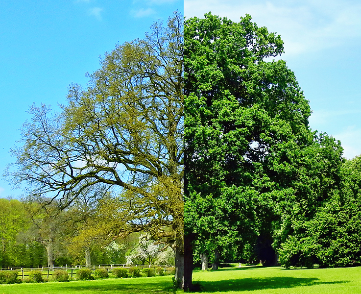 Tree Trimming Service Phoenix - Certified Trees